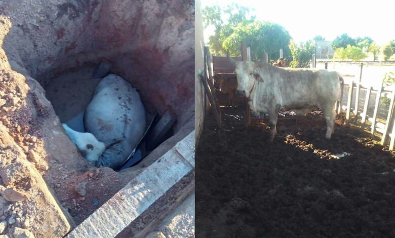 Pregnant cow saved in dramatic pit rescue in Hammanskraal | Rekord