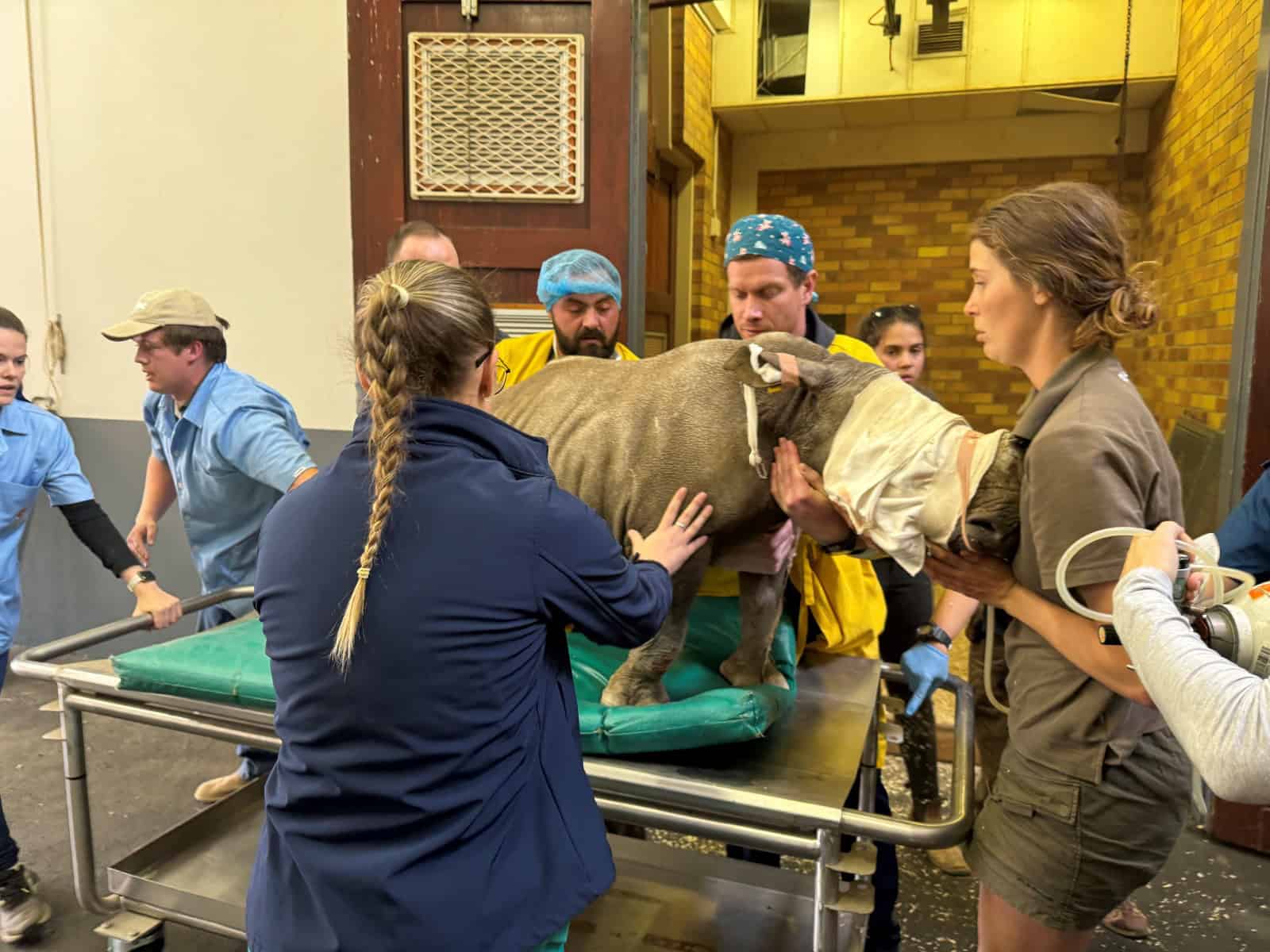 Orphaned rhino undergoes life-saving surgery in north of Pretoria | Rekord