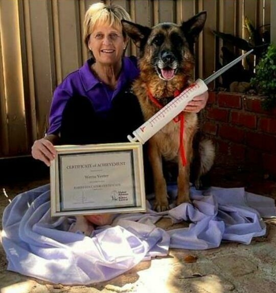 Bring hondelisensies terug, vra raadslid | Rekord