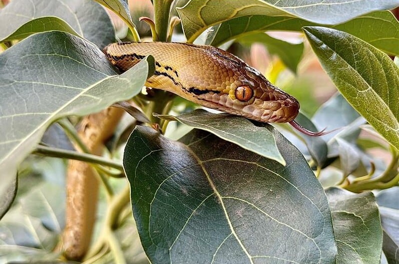 National Zoological Garden embraces the year of the snake | Rekord