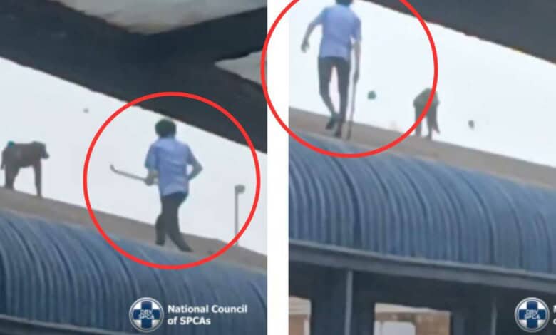 Investigation into Raygun's brutal killing continues | Rekord