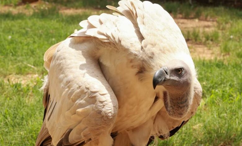 Pretoria dieretuin lei globale pogings om diere van uitwissing te red ...