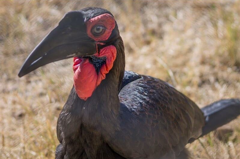 Pretoria dieretuin lei globale pogings om diere van uitwissing te red ...