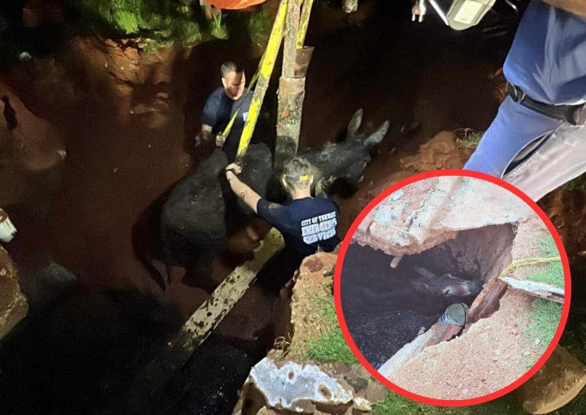 Six-hour rescue mission saves donkey trapped in sewage-filled pit in ...