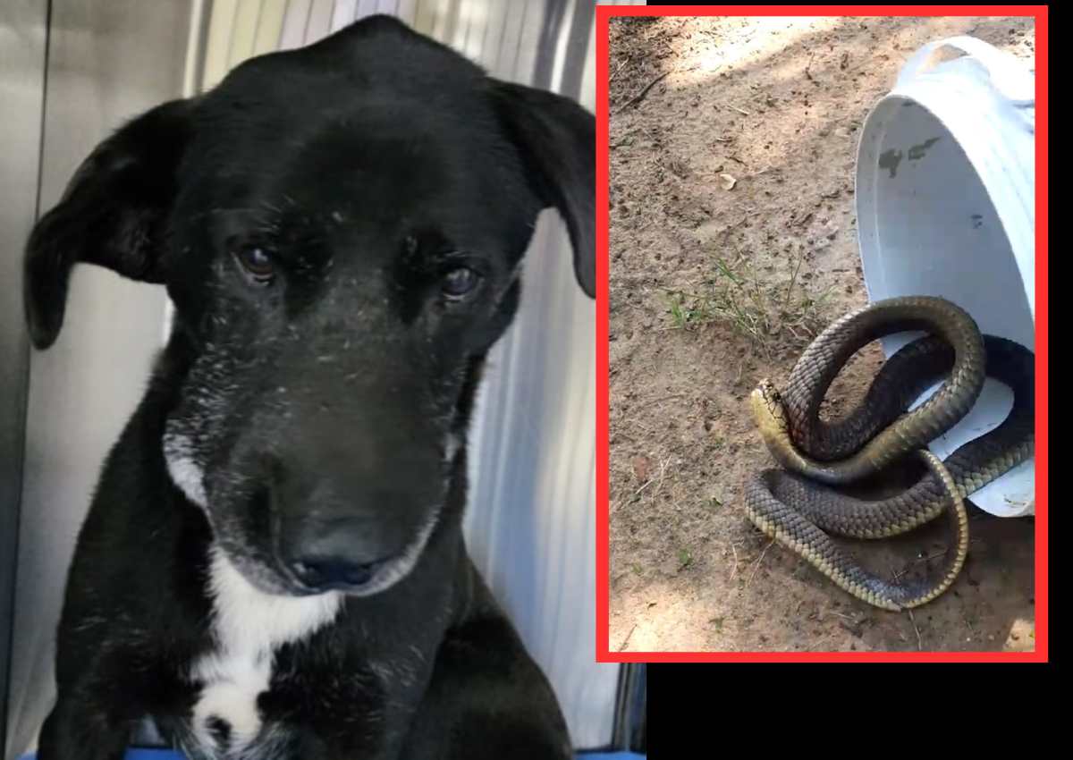 Snouted Cobra killed, dog injured while protecting owners in Centurion ...