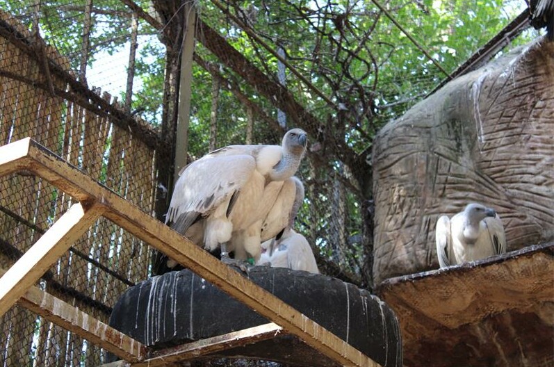 Pretoria Zoo celebrates endangered species | Rekord