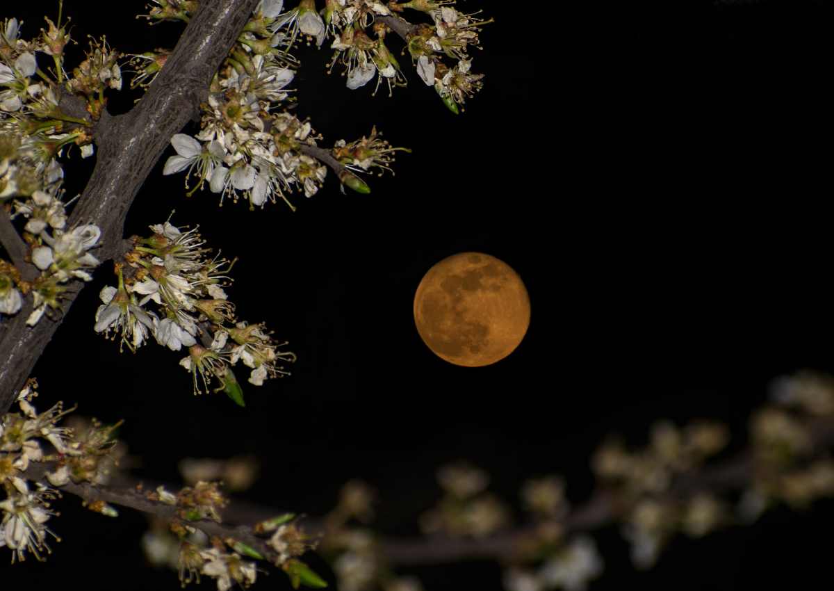 May's full-flower moon appears tonight - Here is what you should know | Rekord