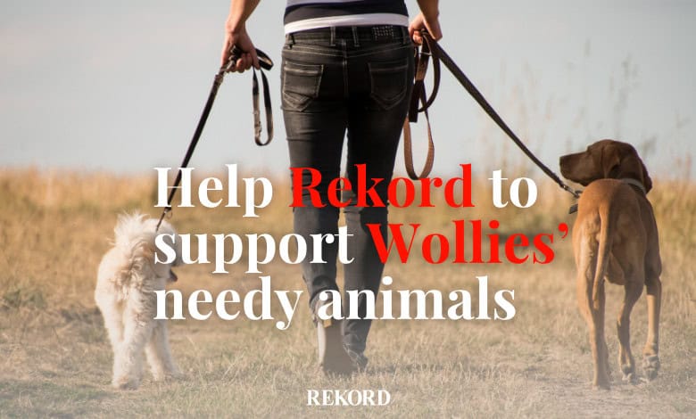 Help Rekord to support Wollies’ needy animals | Rekord