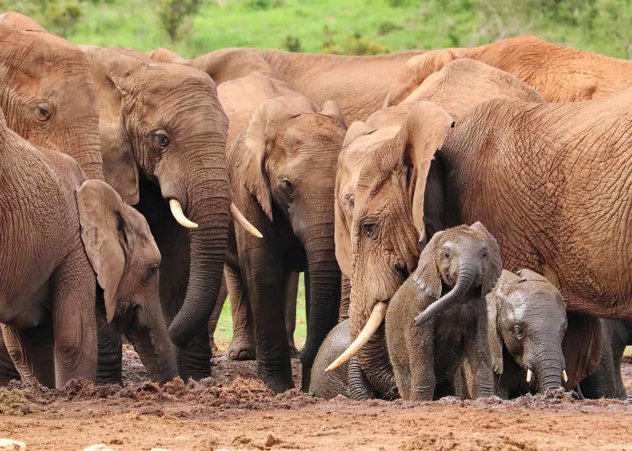 Soldiers mourn loss of fellow private in tragic elephant-related ...