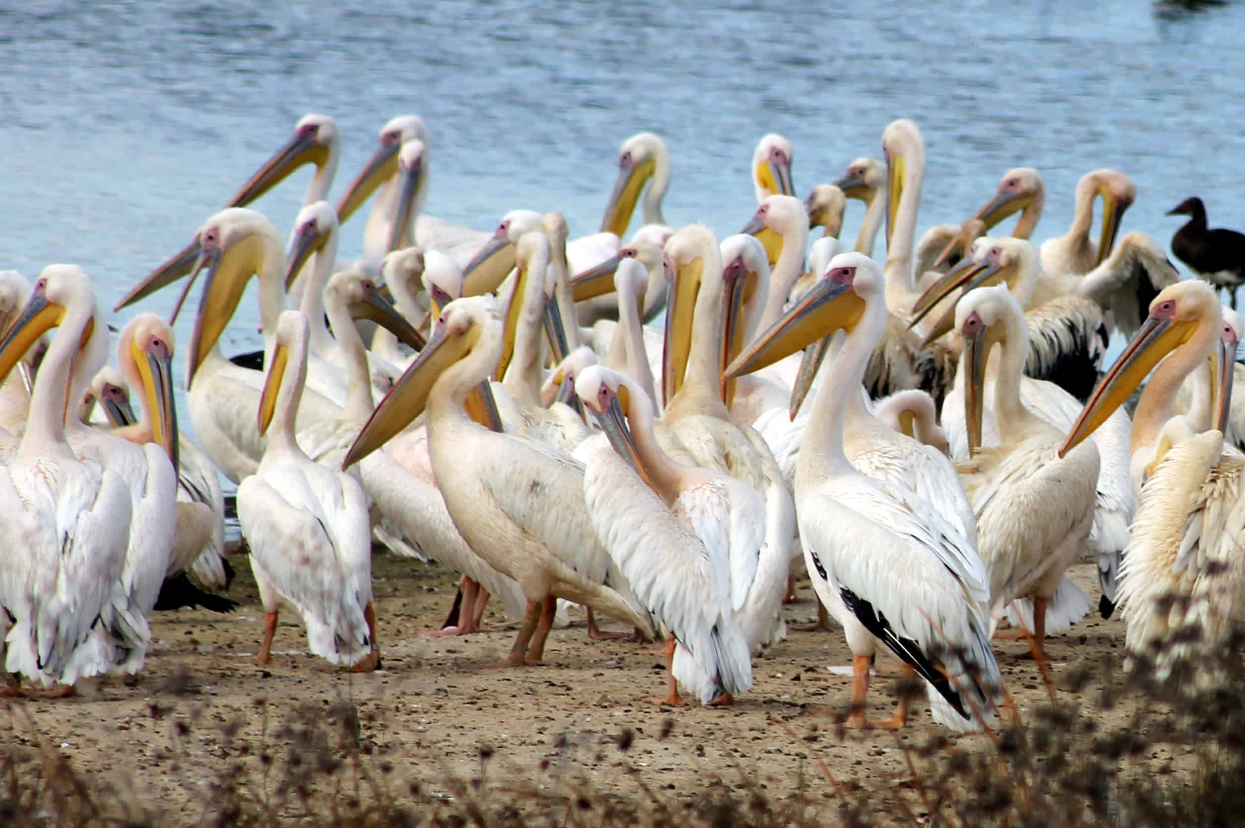 Discover Pretoria’s diverse nature reserves perfect for wildlife and ...