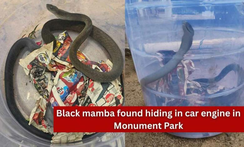 Black mamba found hiding in car engine in Monument Park | Rekord