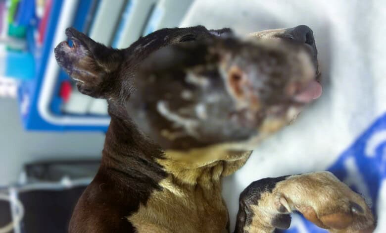 NSPCA probes suspected dog abuse case in Centurion | Rekord