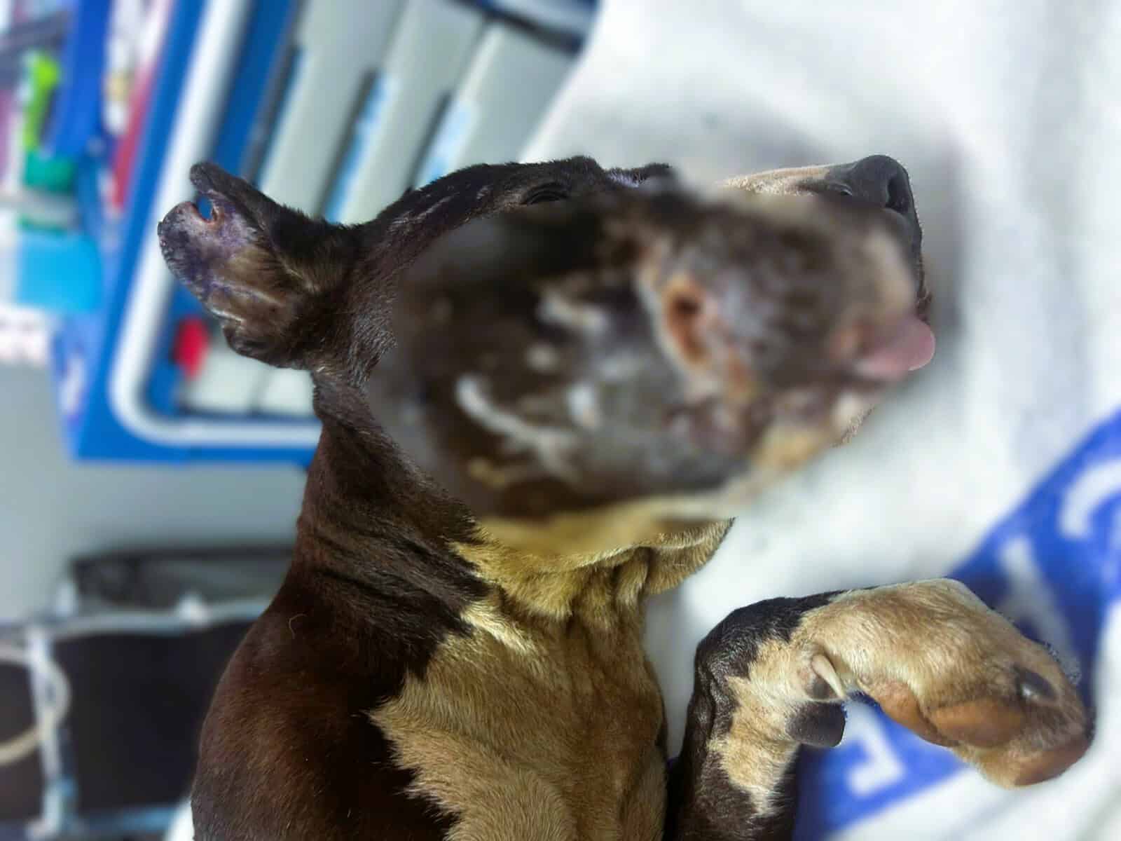 NSPCA probes suspected dog abuse case in Centurion | Rekord