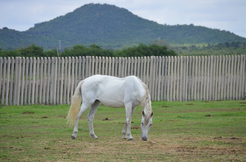 Onderstepoort showcases veterinary achievements | Rekord