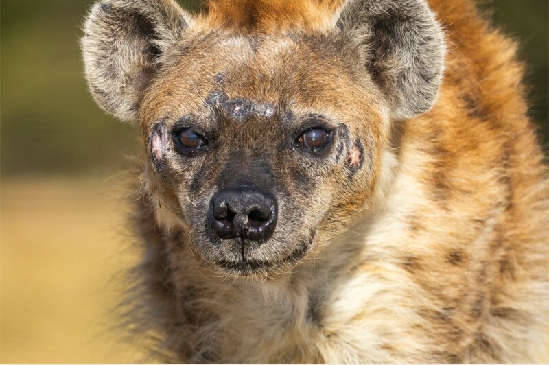 Phiri, the hyena, becomes ambassador for misunderstood species | Rekord