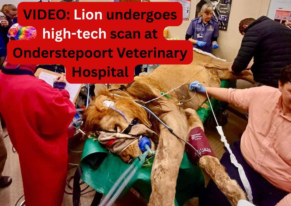 VIDEO: Lion undergoes high-tech scan at Onderstepoort Veterinary ...