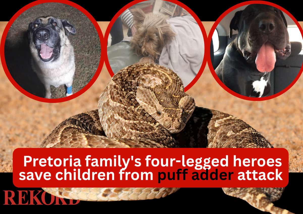 Pretoria family's four-legged heroes save children from puff adder ...