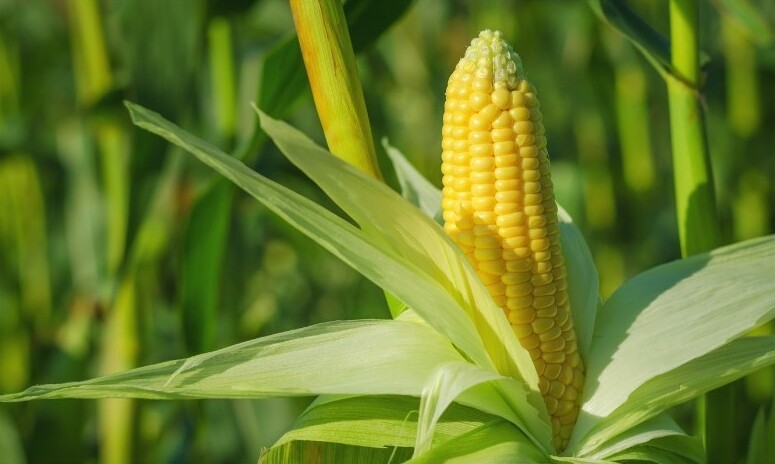 El Niño forecast raises concerns over food prices and water security ...