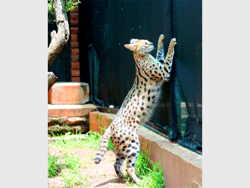 Climbing victory for servals | Randburg Sun