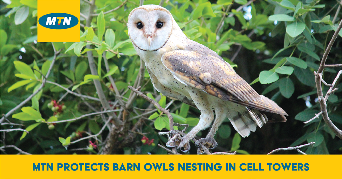 MTN protects Barn Owls nesting in cell towers | Randburg Sun