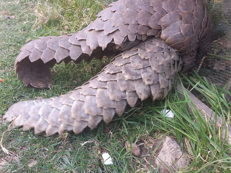Police rescue two live pangolins in Cosmo City | Randburg Sun