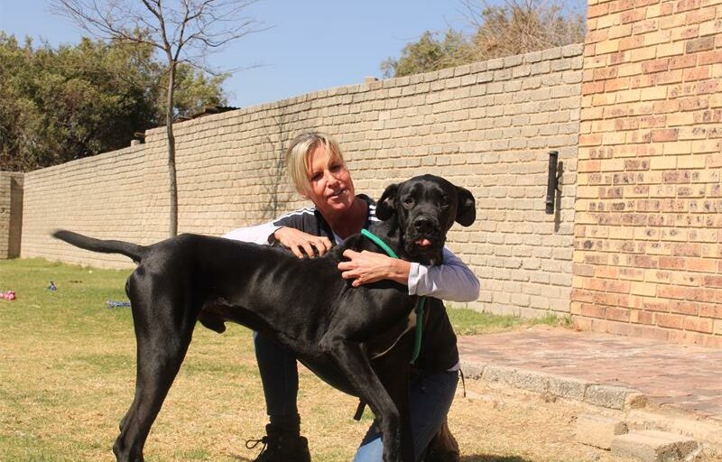 How to handle dog bites or attacks | Randburg Sun