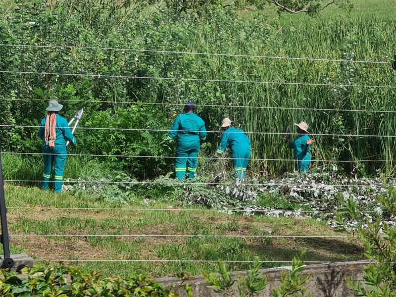 Workers use pangas to cut bushes in Sundowner | Randburg Sun