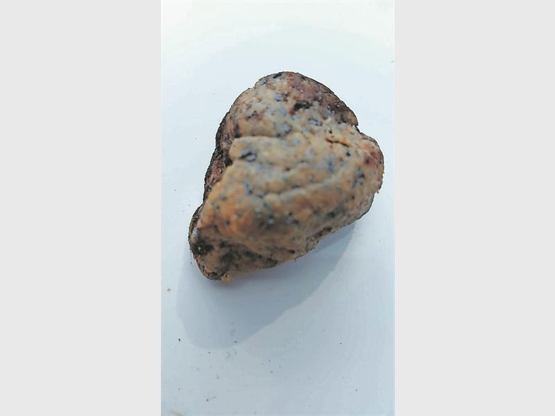 Three dogs poisoned with Temik | Middelburg Observer