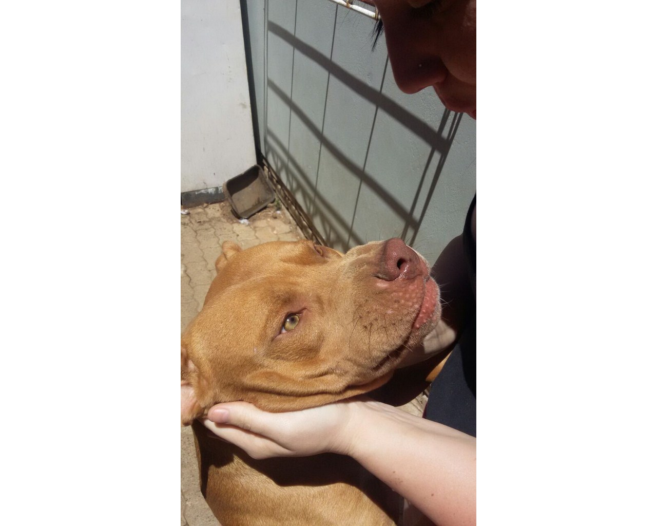 Bye steek honde dood | Middelburg Observer