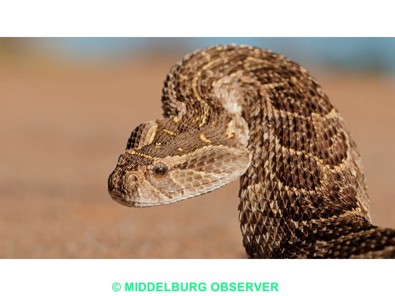 Slange sak toe op Middelburg | Middelburg Observer