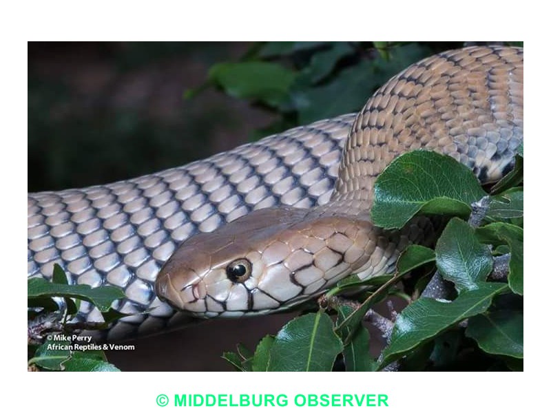 Slang saam met vrou in bed | Middelburg Observer