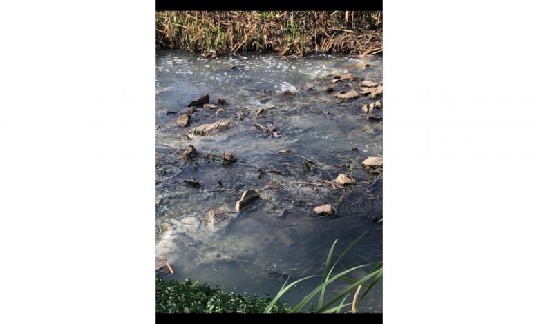 Middelburg streams a sewer swamp | Middelburg Observer