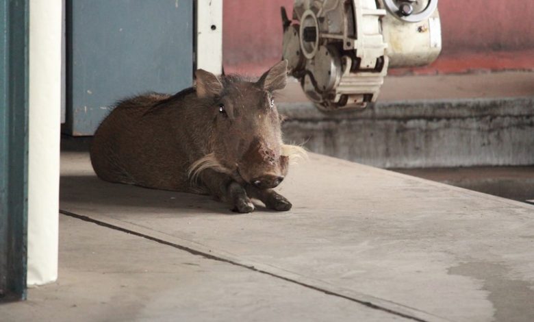 Vlakvark ‘besoek’ die Middelburg Observer | Middelburg Observer