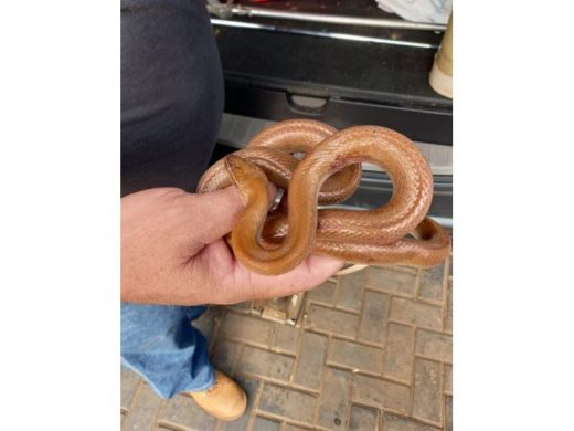 Rotvretende slang laat skoolkinders vlug | Middelburg Observer