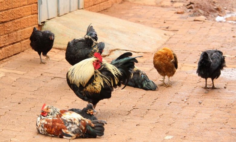 Wat het ’n haastige haan en Spar met mekaar uit te waai, of is dit ...