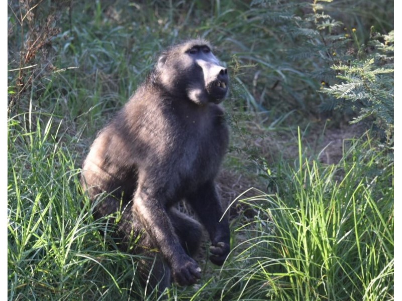 Beseerde bobbejaanbaba ‘verdwyn’ | Middelburg Observer