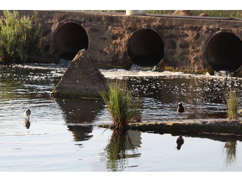 Kiewiet kuikens vasgekeer in Klein Olifants | Middelburg Observer