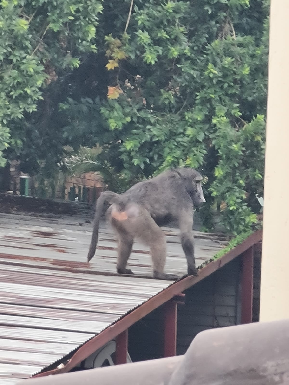 Hommeltuie ingespan in soektog na driepoot bobbejaan | Middelburg Observer