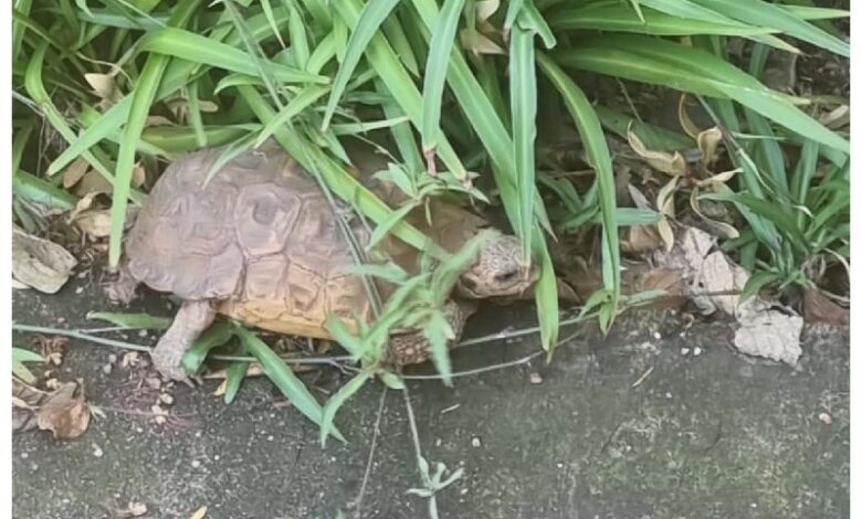 Bergskilpad gered na man hom wou verkoop | Middelburg Observer