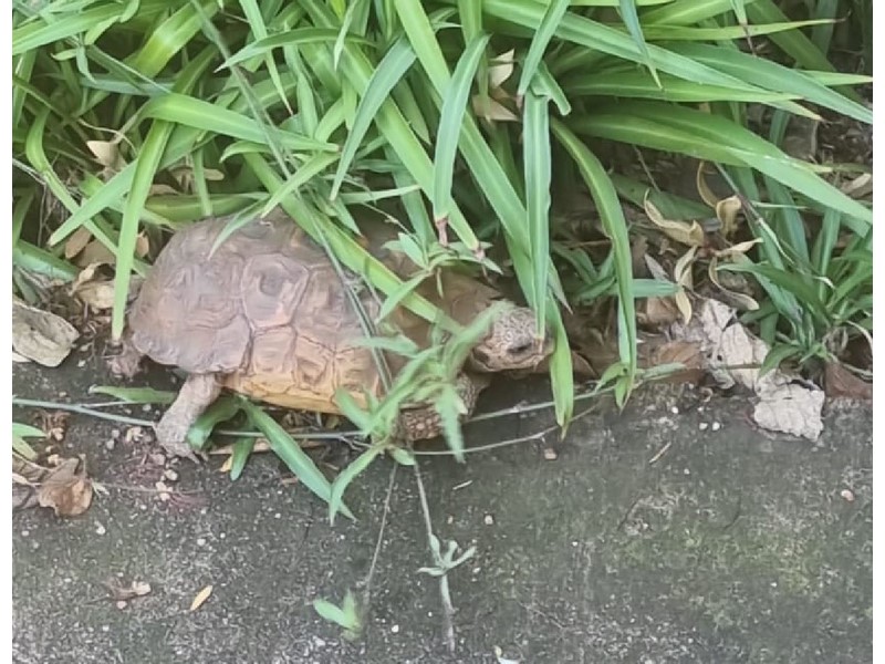 ‘Help! Hy gaan sekerlik die skilpad eet!’ - boodskap op noodgroep ...