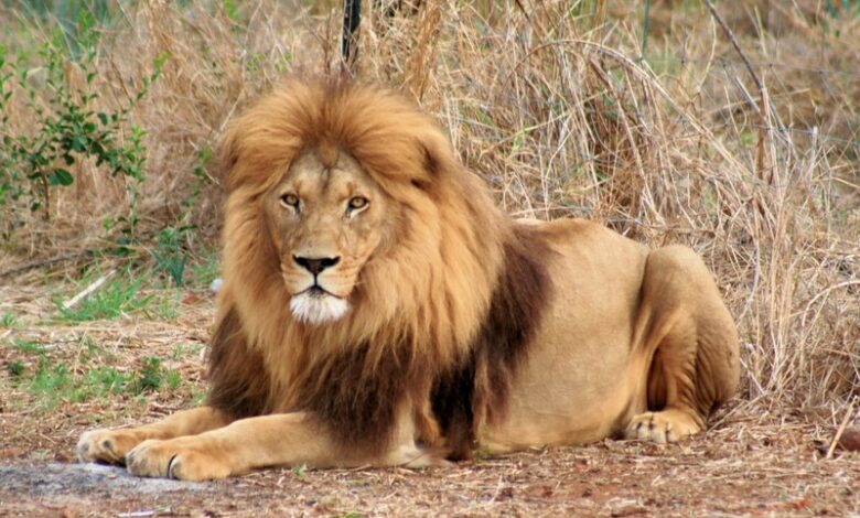 Leo, die leeu, ontsnap uit hok by lodge | Middelburg Observer