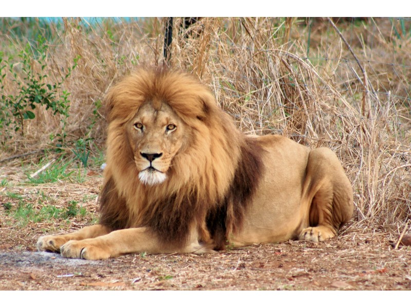 Leo, die leeu, ontsnap uit hok by lodge | Middelburg Observer