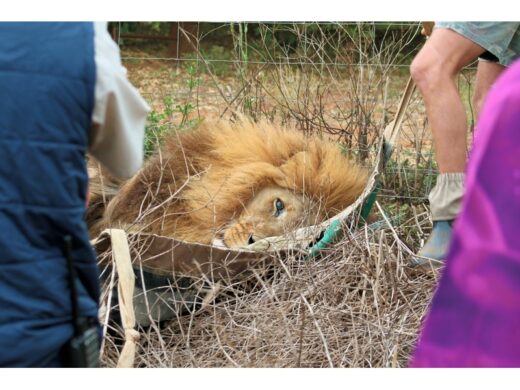 Leo, die leeu, ontsnap uit hok by lodge | Middelburg Observer