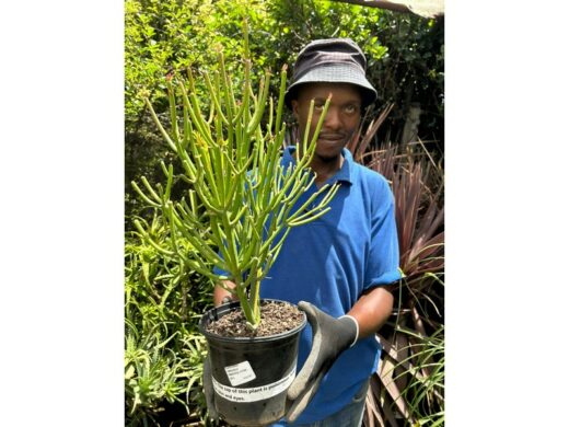 Plant kan jou in hospitaal laat beland | Middelburg Observer