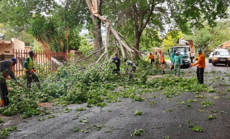 Dagpatrollie vat hande met STLM om nog ’n boom op te saag | Middelburg ...