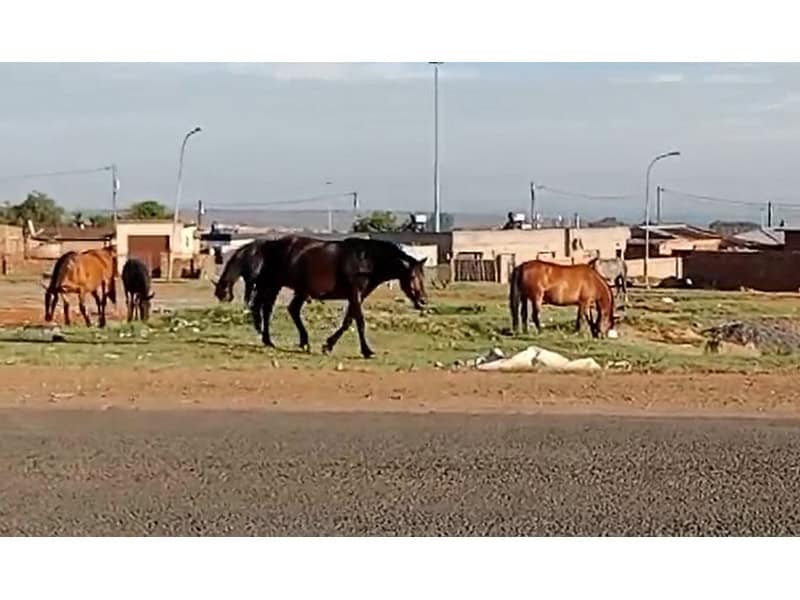 Video: Perde nou byna daagliks tussen vullis langs pad | Middelburg ...