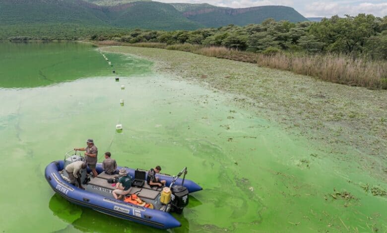 Loskop Dam water hyacinth removal projects prove successful ...