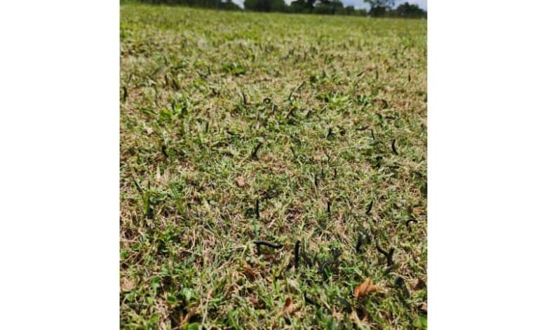 Kommando-wurms vind groener weivelde op Middelburg | Middelburg Observer