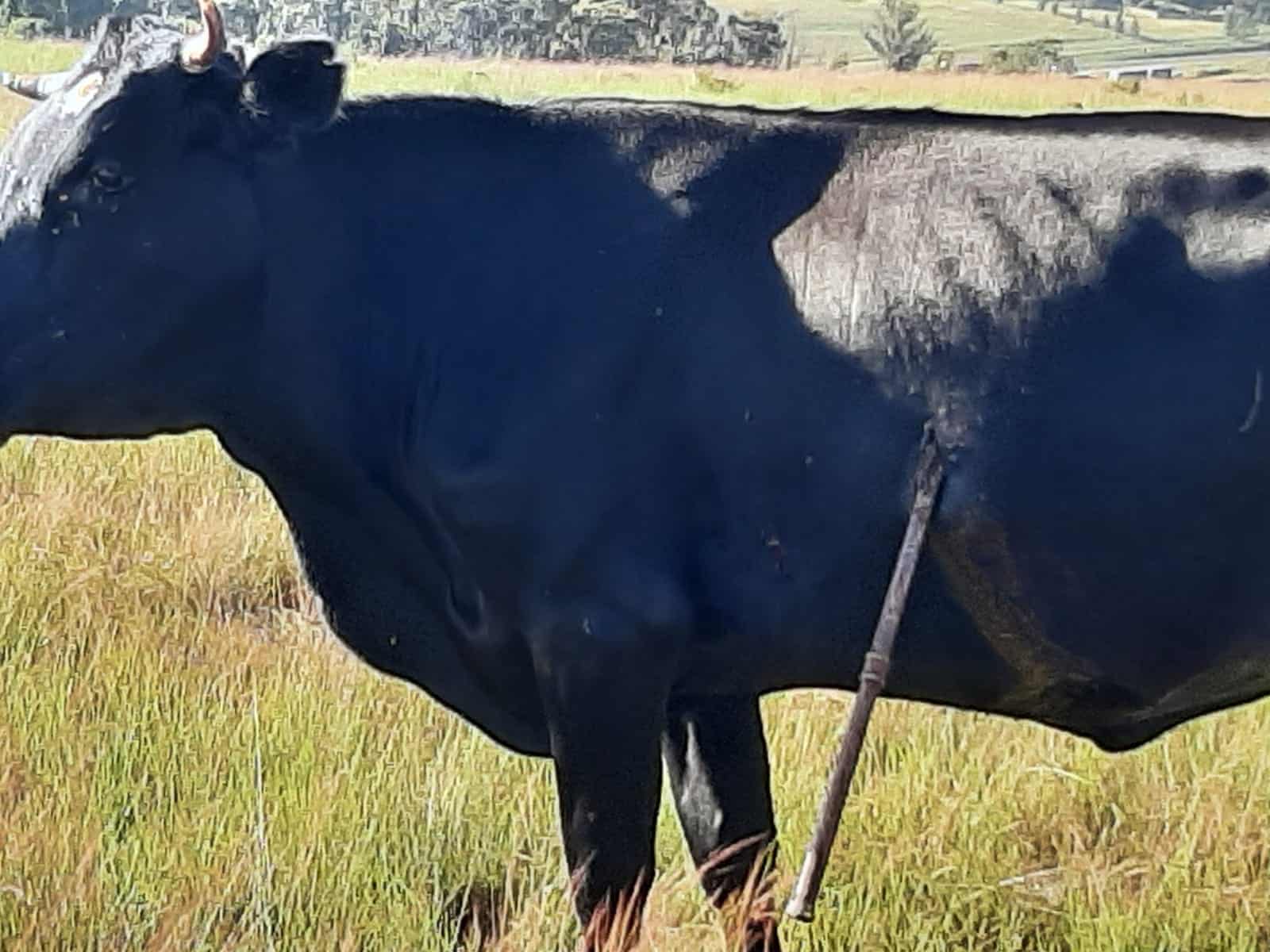 Grafiese inhoud: Beeste met spiese gesteek | Middelburg Observer