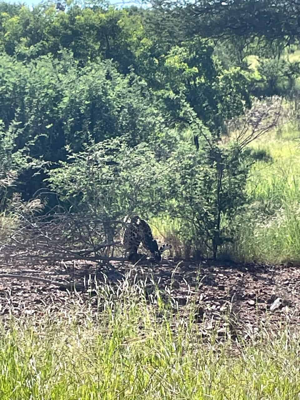 Video: Man verstom toe luiperd voor hom oor pad loop naby Loskop Damwal ...